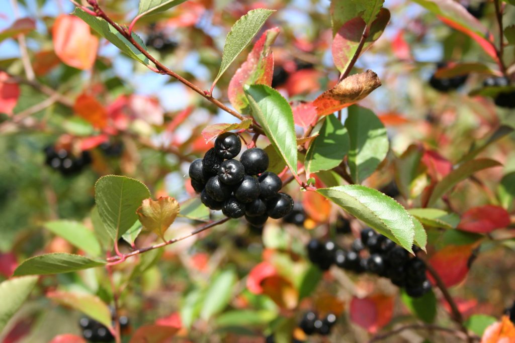 Aronia melanocarpa – Levinsen A/S | Treeseed.com