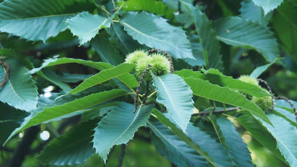 Castanea sativa – Levinsen A/S | Treeseed.com