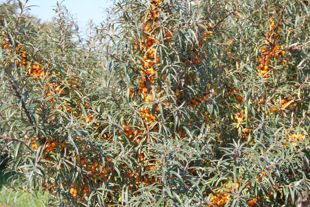 Hippophae rhamnoides – Levinsen A/S | Treeseed.com