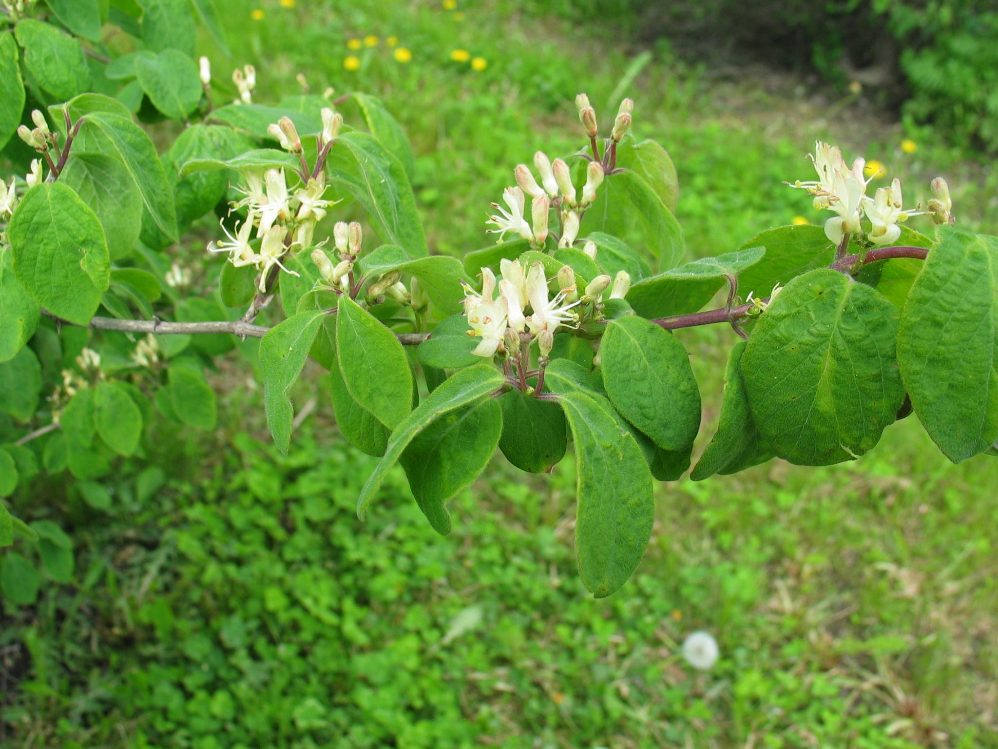 Lonicera xylosteum – Levinsen A/S | Treeseed.com