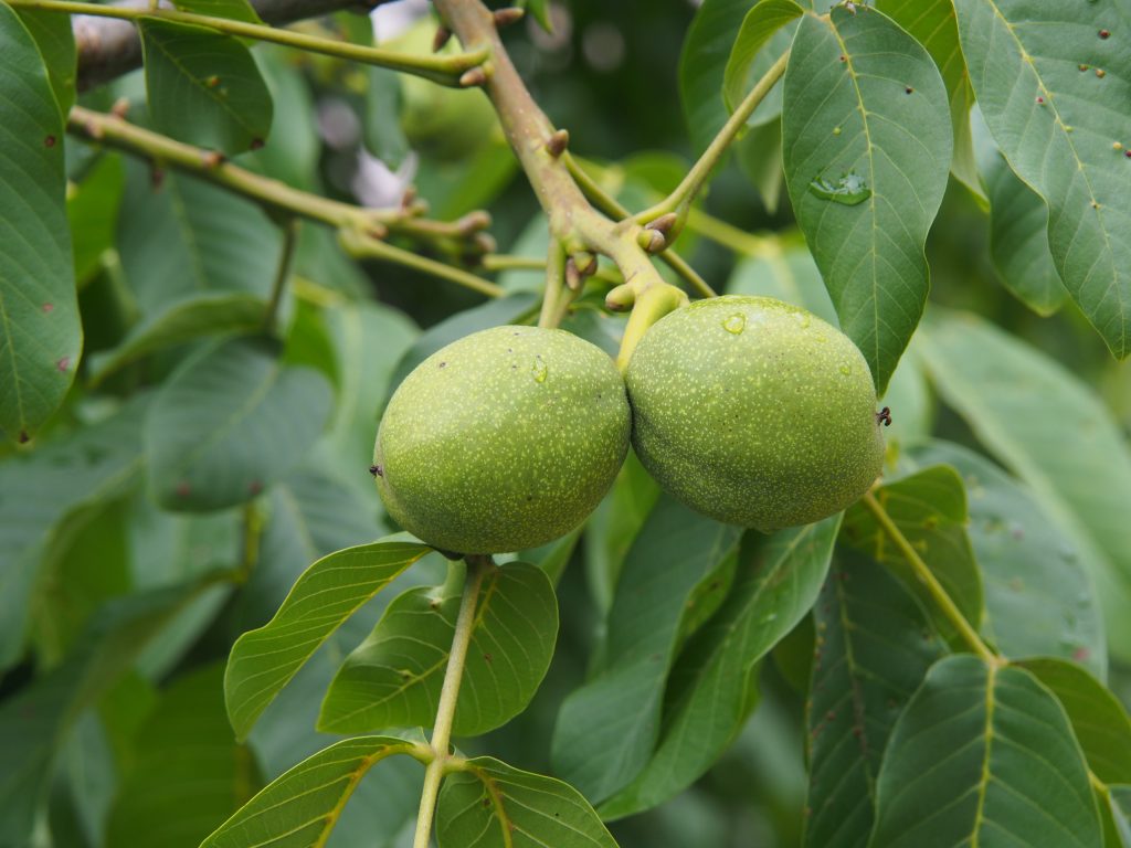 Juglans regia – Levinsen A/S | Treeseed.com