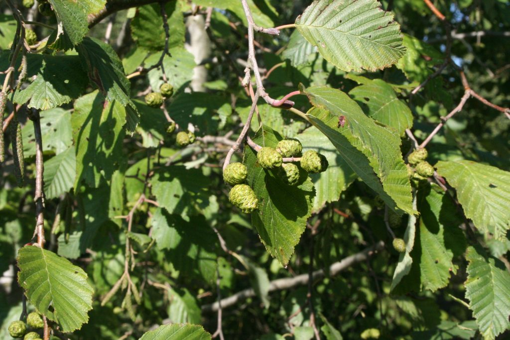 Alnus incana – Levinsen A/S | Treeseed.com