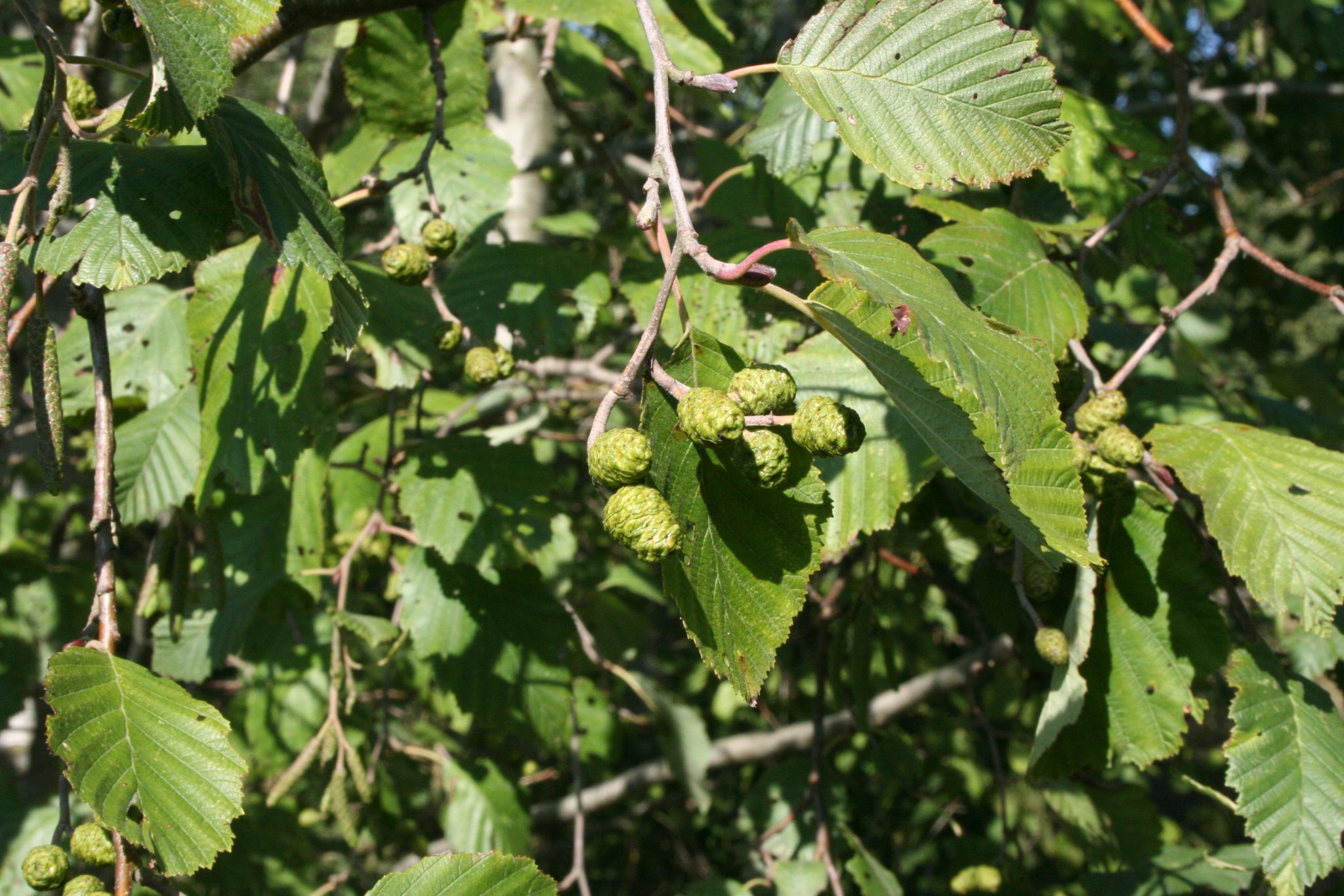 Alnus incana – Levinsen A/S | Treeseed.com